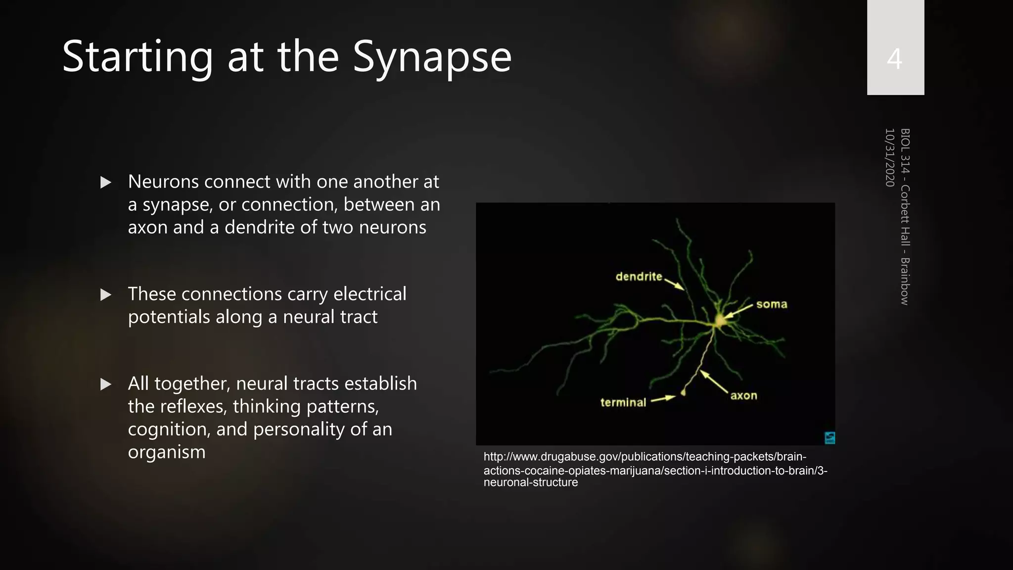 Brainbow - Combinatorial Fluorescent Protein Techniques to Map The Human Connectome | PPTX ...