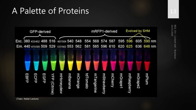 Brainbow - Combinatorial Fluorescent Protein Techniques to Map The ...