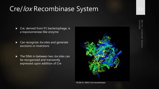 Brainbow - Combinatorial Fluorescent Protein Techniques to Map The ...