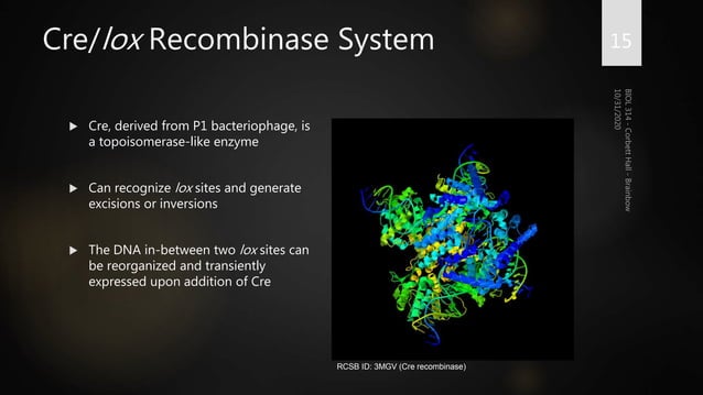 Brainbow - Combinatorial Fluorescent Protein Techniques to Map The ...
