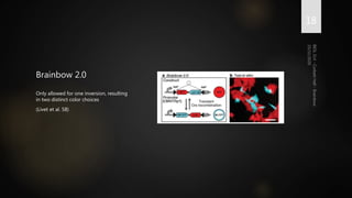 Brainbow - Combinatorial Fluorescent Protein Techniques to Map The ...