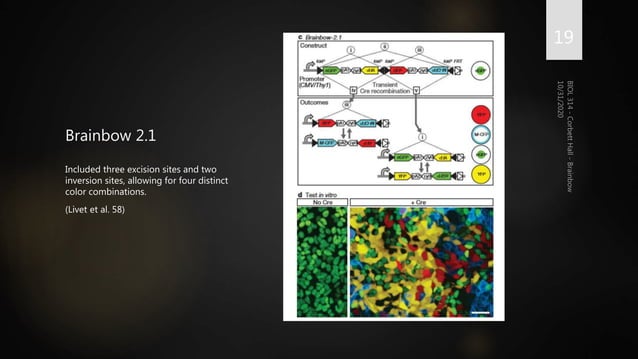 Brainbow - Combinatorial Fluorescent Protein Techniques to Map The ...