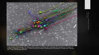 Brainbow - Combinatorial Fluorescent Protein Techniques to Map The ...