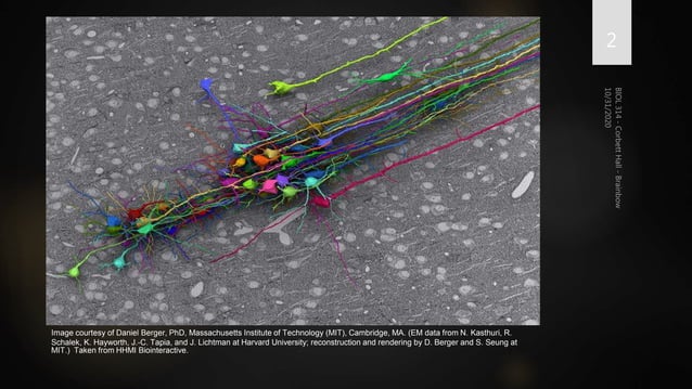Brainbow - Combinatorial Fluorescent Protein Techniques to Map The Human Connectome | PPT