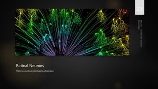 Brainbow - Combinatorial Fluorescent Protein Techniques to Map The ...