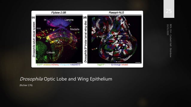 Brainbow - Combinatorial Fluorescent Protein Techniques to Map The ...