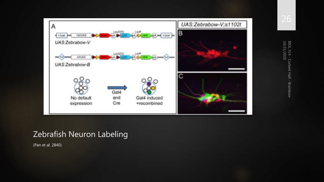 Brainbow - Combinatorial Fluorescent Protein Techniques to Map The Human Connectome | PPT