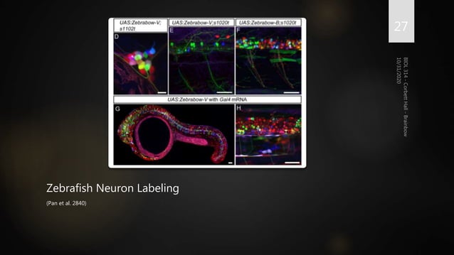 Brainbow - Combinatorial Fluorescent Protein Techniques to Map The ...