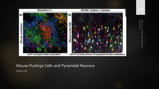 Brainbow - Combinatorial Fluorescent Protein Techniques to Map The ...