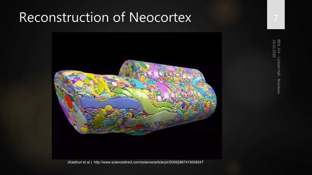 Brainbow - Combinatorial Fluorescent Protein Techniques to Map The ...