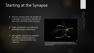 Brainbow Synapse