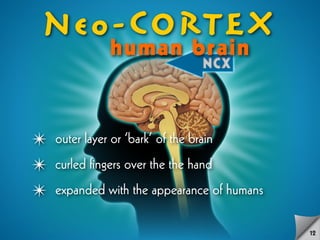 Brain business slides 080112 brain basics copy | PPT