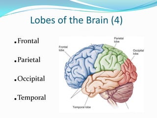 Brain by suresh | PPTX