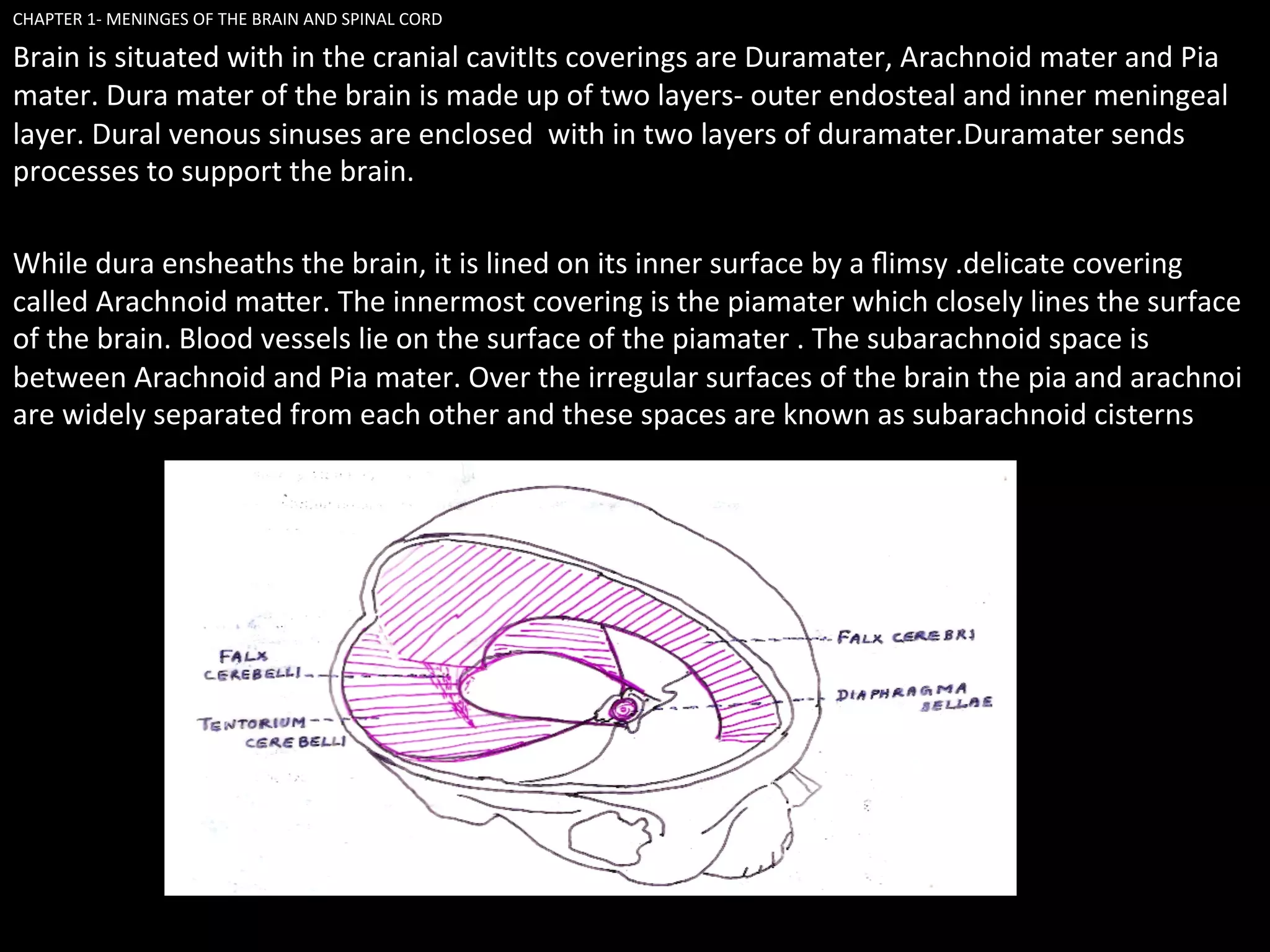 Brain chapter 1 sample page | PDF