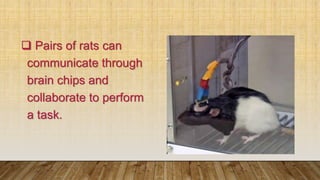 Brain chip technology | PPTX