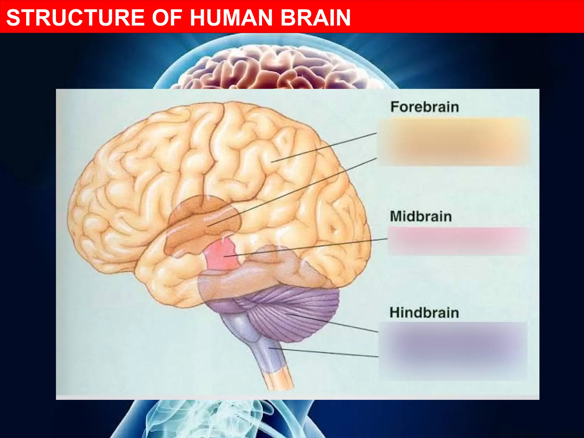 BRAIN structure and its function (class 10) | PPTX | Brain and Nervous System Disorders ...