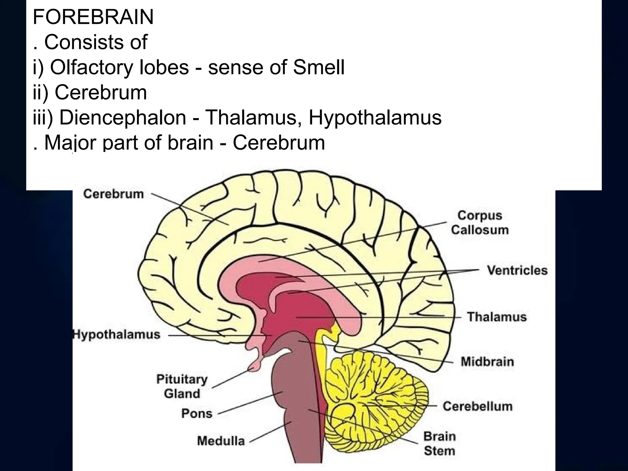 BRAIN structure and its function (class 10) | PPTX