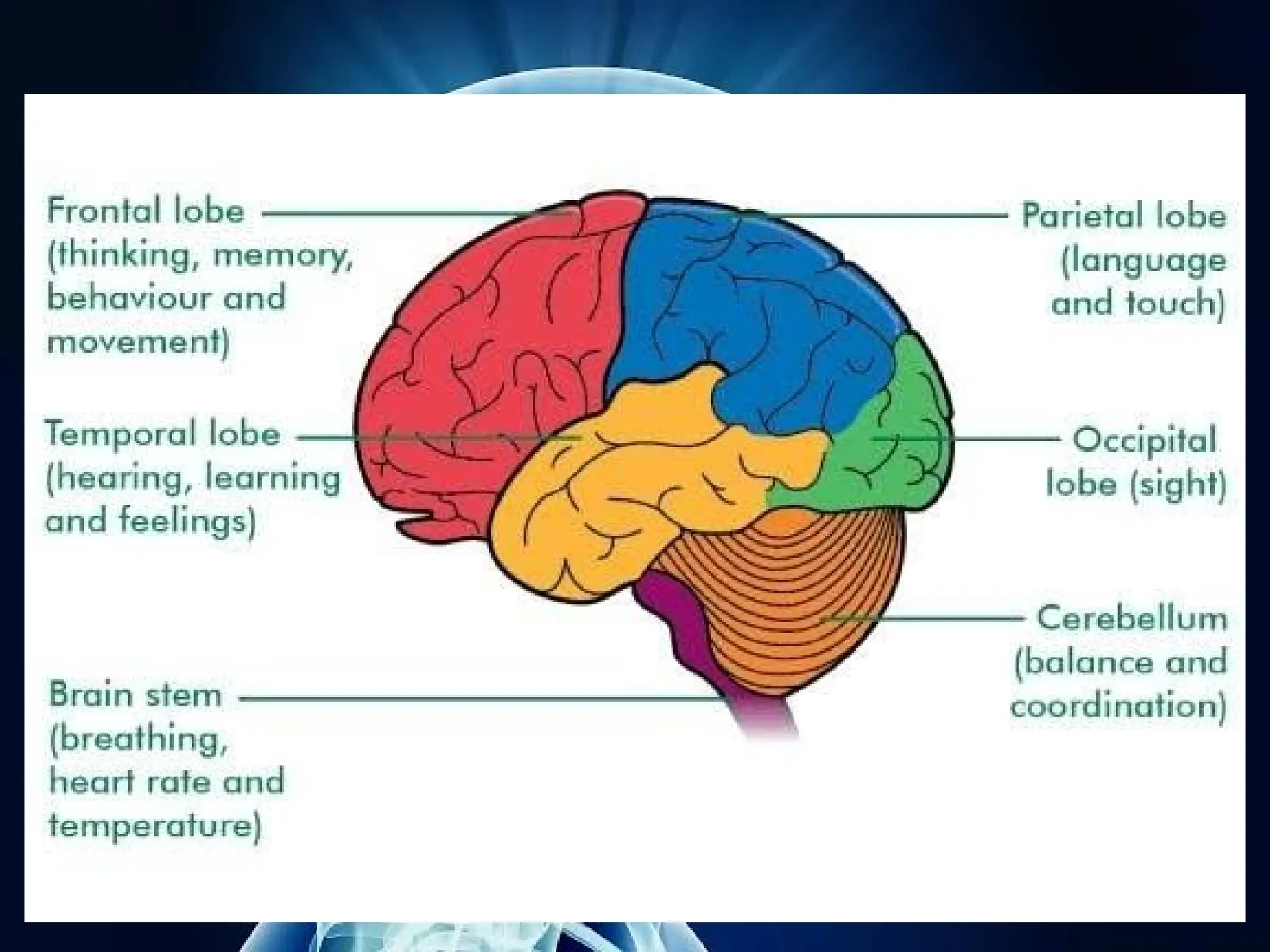 Brain Structure And Its Function Class 10 Pptx Brain And Nervous