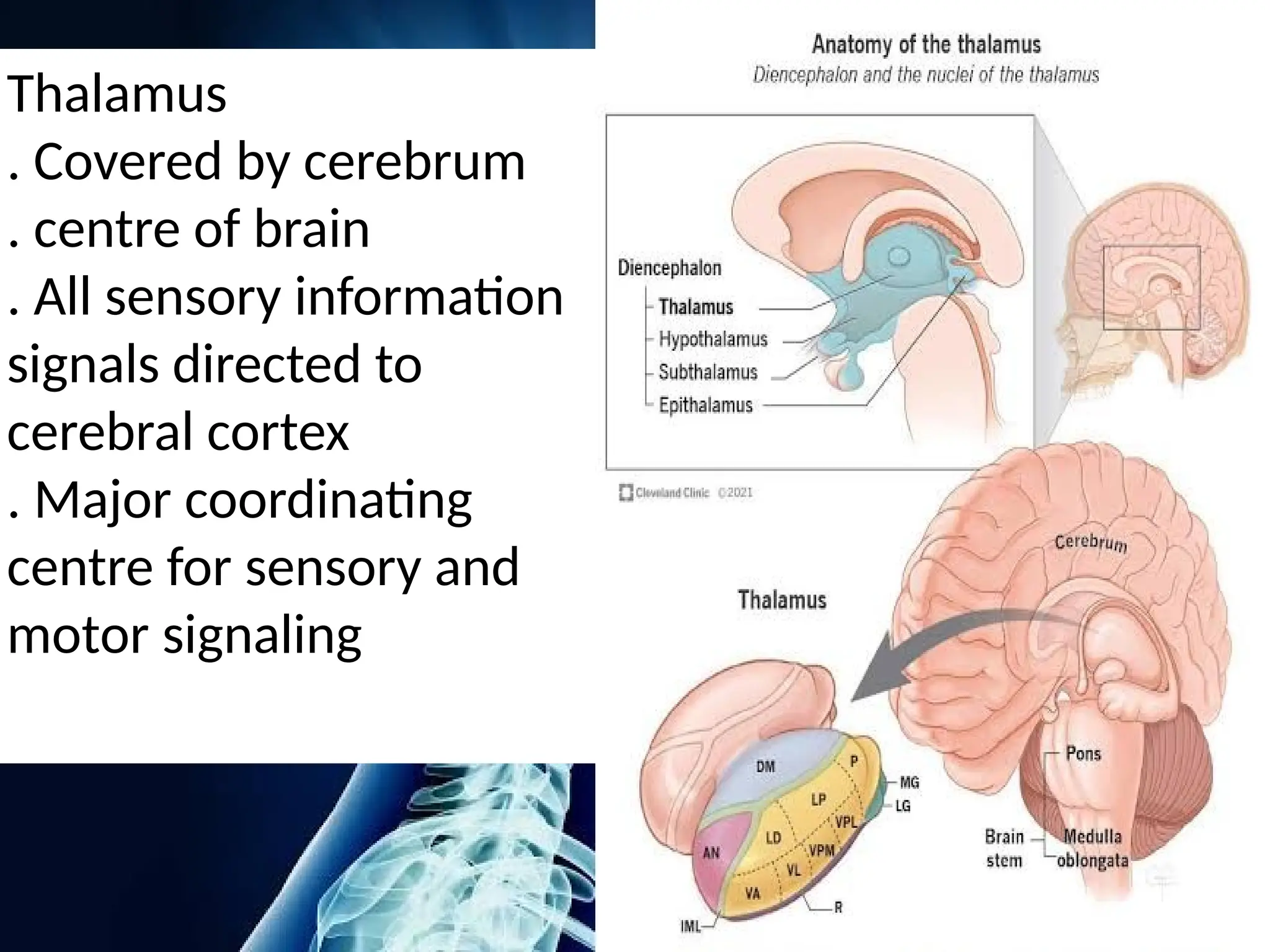 BRAIN structure and its function (class 10) | PPTX