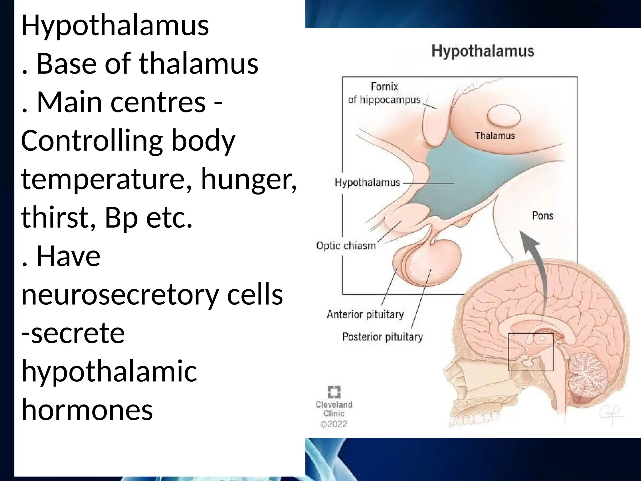 Brain Structure And Its Function Class 10 Pptx Brain And Nervous