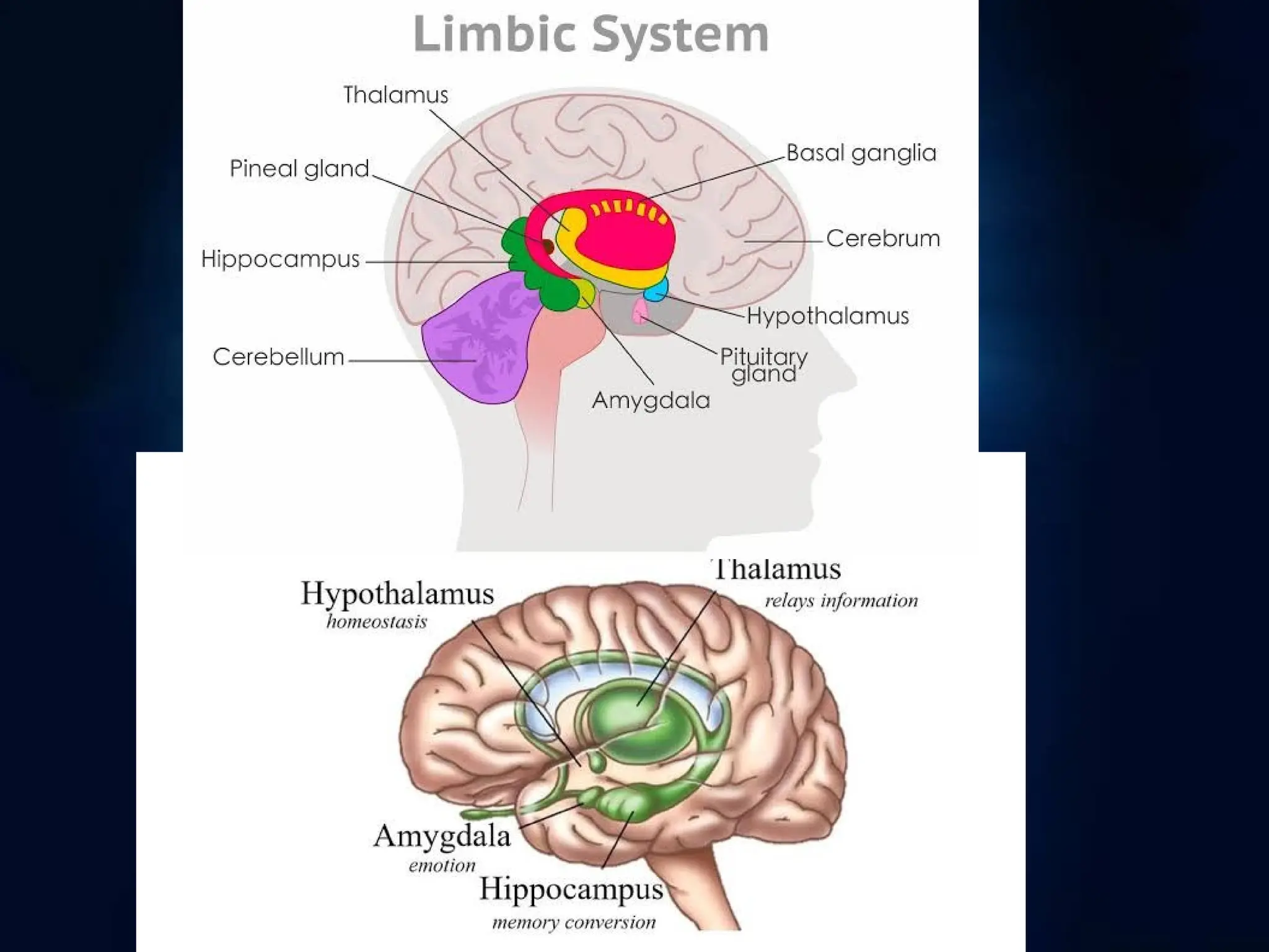 Brain Structure And Its Function Class 10 Pptx Brain And Nervous