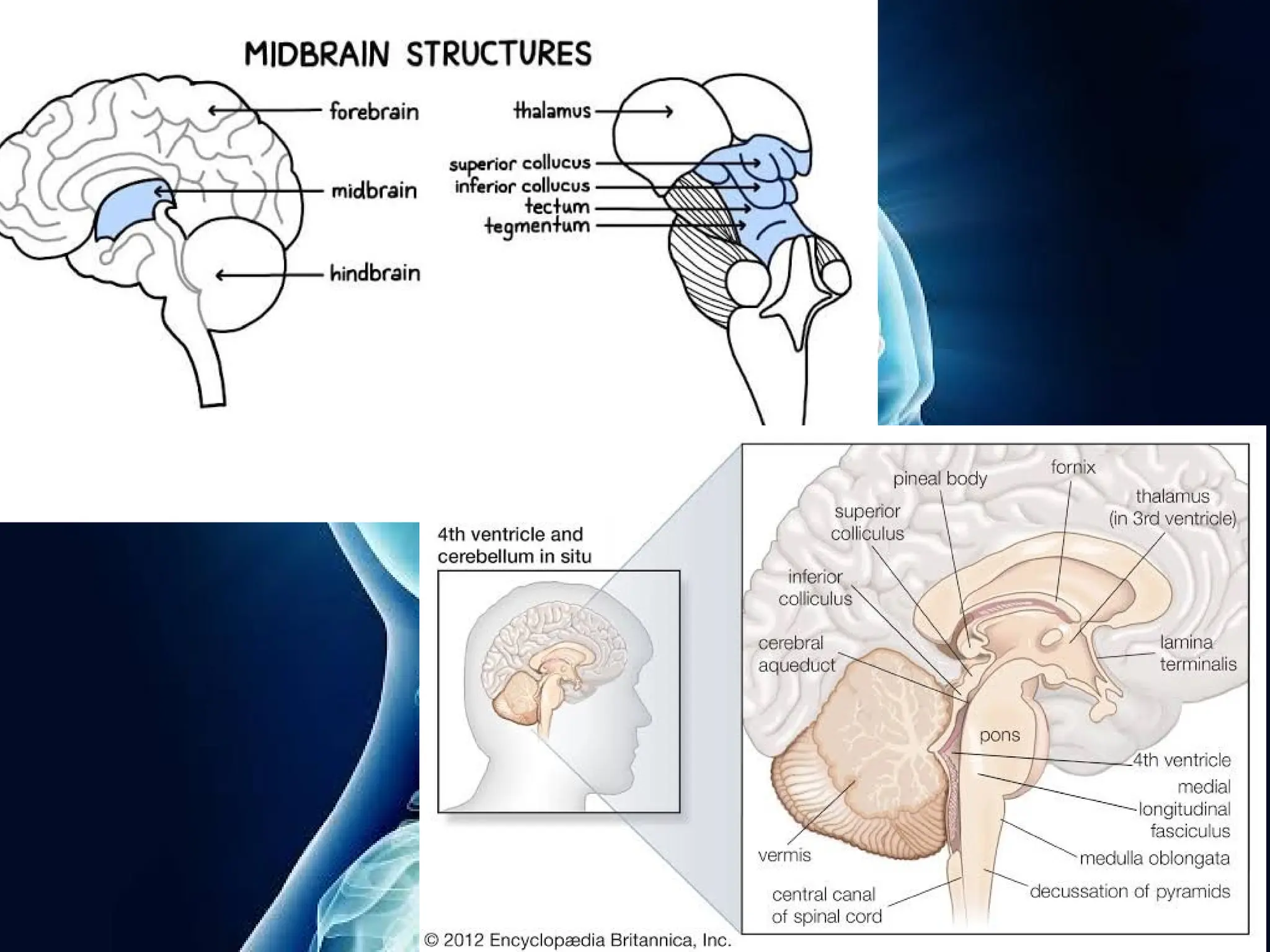 BRAIN structure and its function (class 10) | PPTX