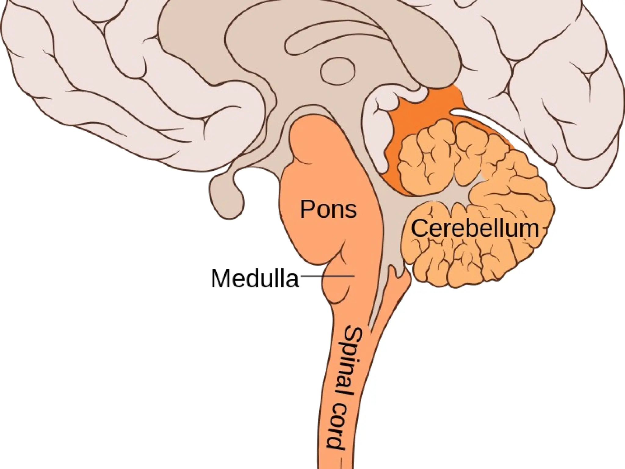 Brain Structure And Its Function Class 10 Pptx Brain And Nervous