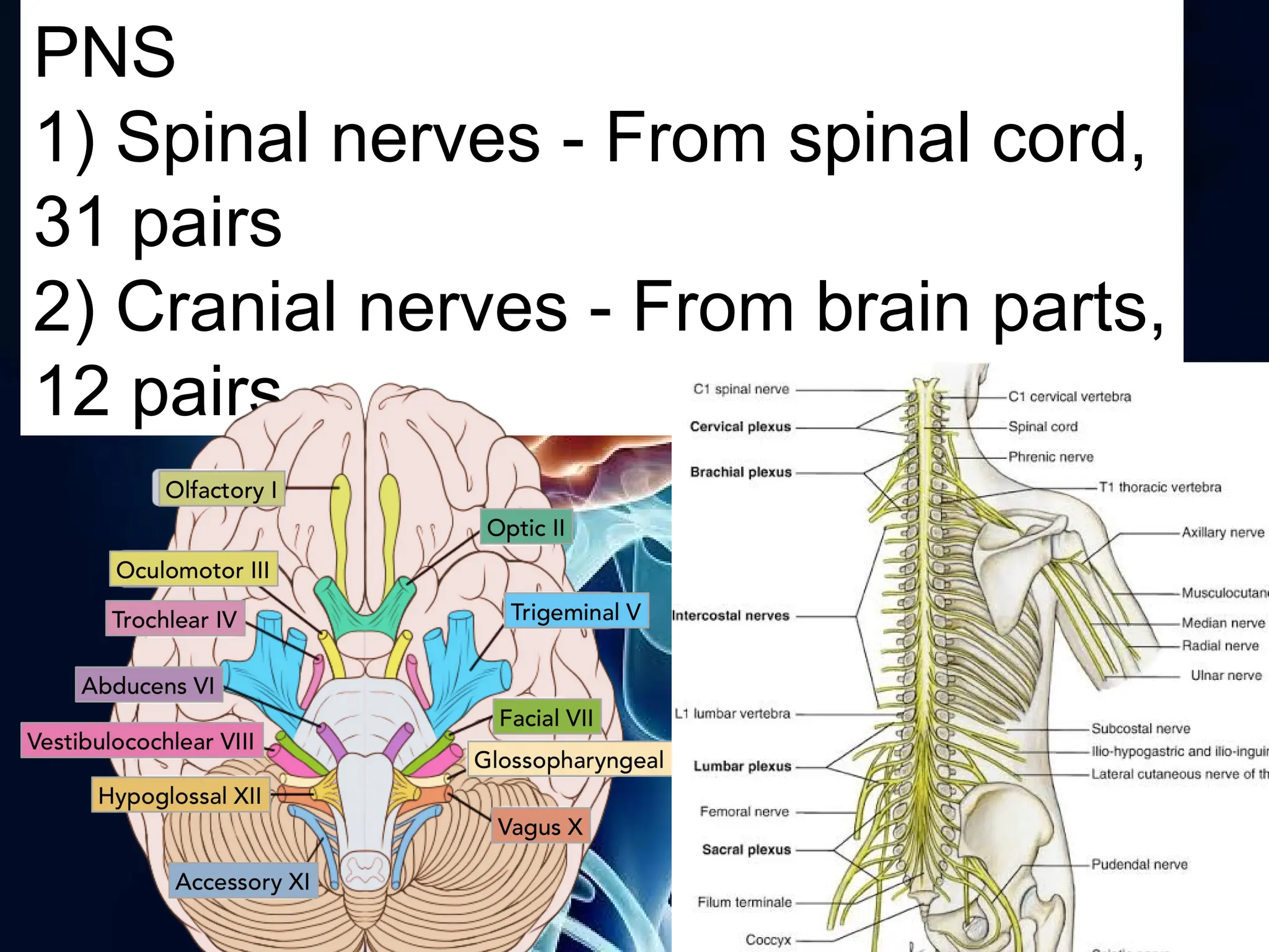 Brain Structure And Its Function Class 10 Pptx Brain And Nervous