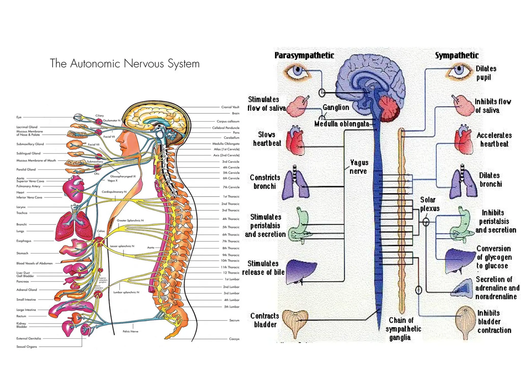 BRAIN structure and its function (class 10) | PPTX