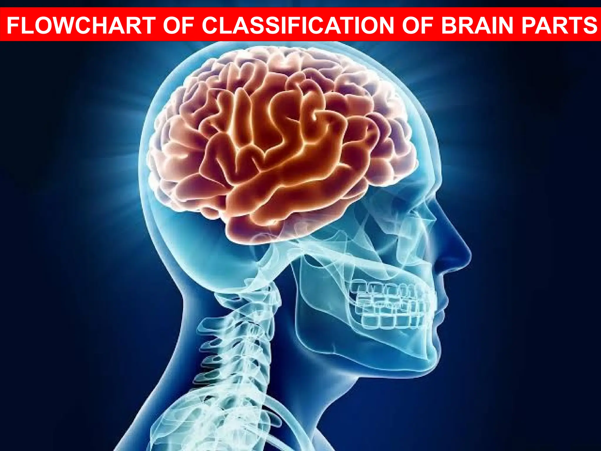 Brain Structure And Its Function Class 10 Pptx Brain And Nervous