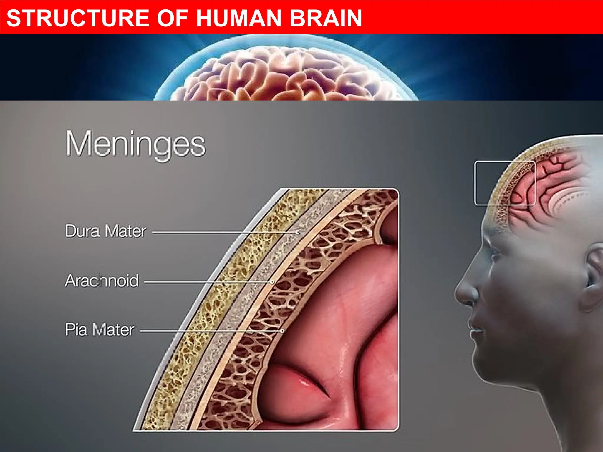 BRAIN structure and its function (class 10) | PPTX