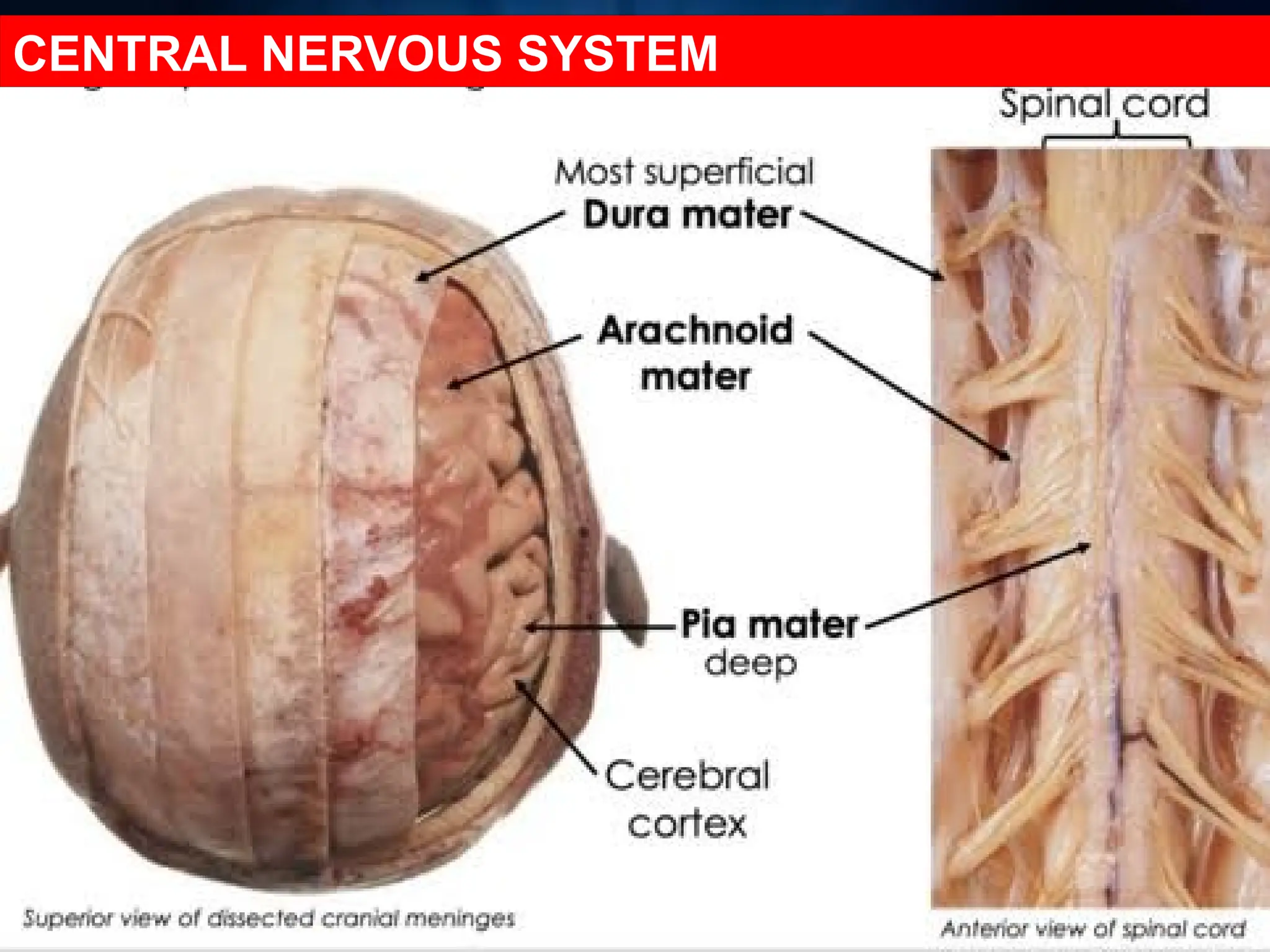 Brain Structure And Its Function Class 10 Pptx Brain And Nervous