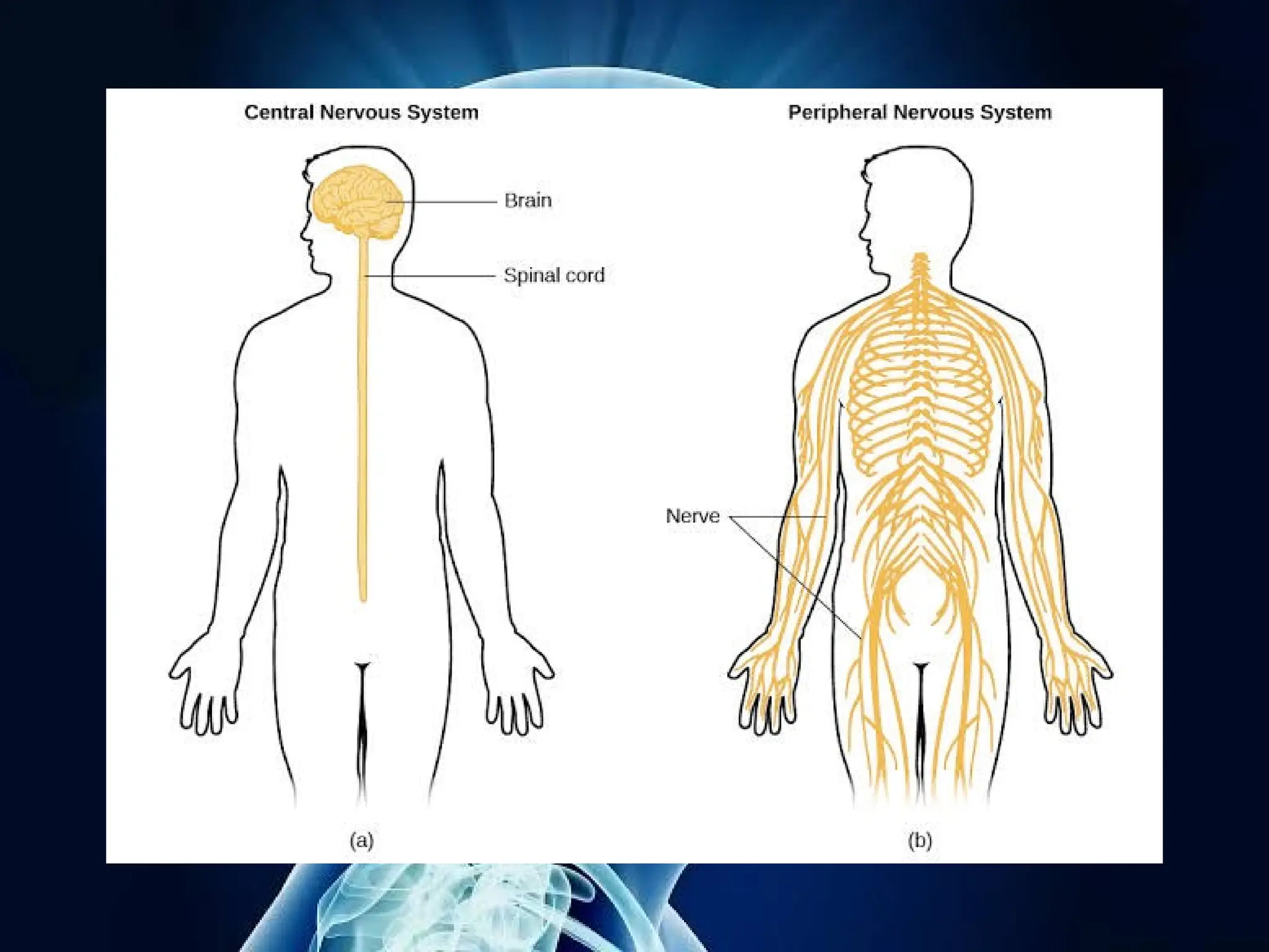 Brain Structure And Its Function Class 10 Pptx Brain And Nervous