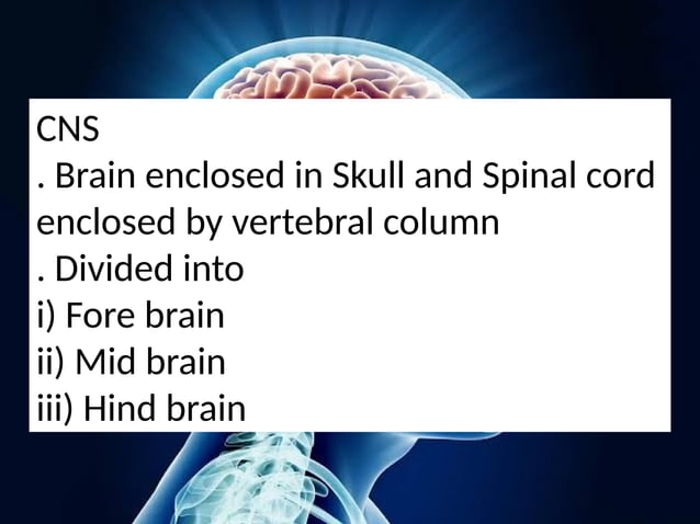 Brain Structure And Its Function Class 10 Pptx Brain And Nervous