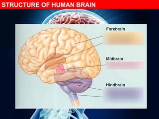 BRAIN structure and its function (class 10) | PPTX
