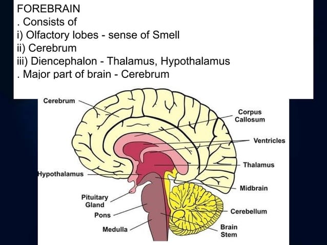 Brain Structure And Its Function Class 10 Pptx Brain And Nervous