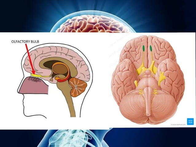 Brain Structure And Its Function Class 10 Pptx Brain And Nervous