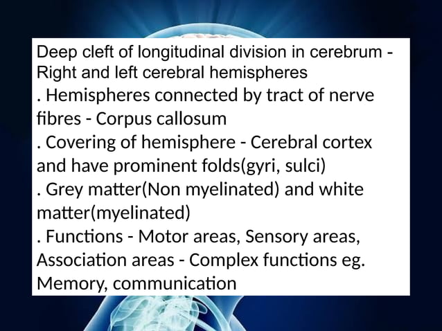 Brain Structure And Its Function Class 10 Pptx Brain And Nervous