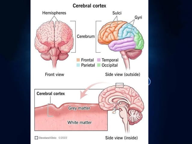 Brain Structure And Its Function Class 10 Pptx Brain And Nervous
