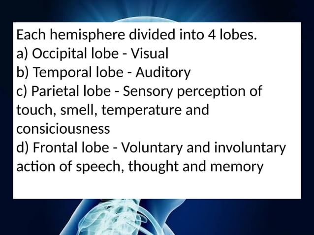 Brain Structure And Its Function Class 10 Pptx Brain And Nervous