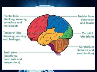 BRAIN structure and its function (class 10) | PPTX | Brain and Nervous ...