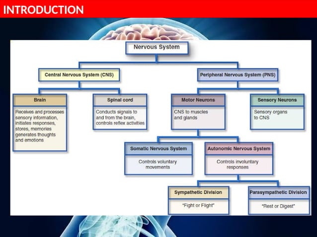 Brain Structure And Its Function Class 10 Pptx Brain And Nervous
