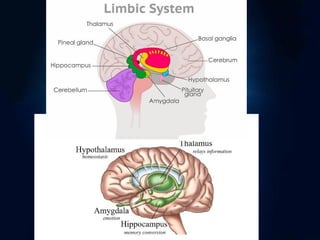 BRAIN structure and its function (class 10) | PPTX