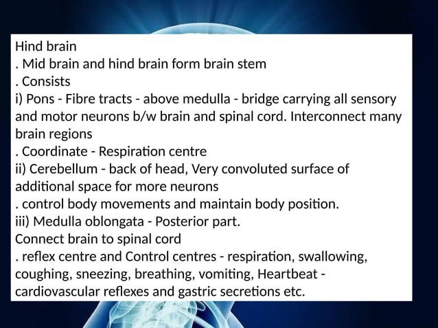 Brain Structure And Its Function Class 10 Pptx Brain And Nervous