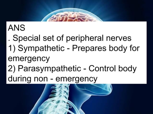 Brain Structure And Its Function Class 10 Pptx Brain And Nervous