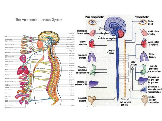Brain Structure And Its Function Class 10 Pptx Brain And Nervous