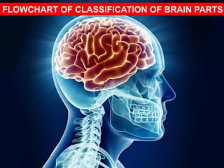 BRAIN structure and its function (class 10) | PPTX | Brain and Nervous ...