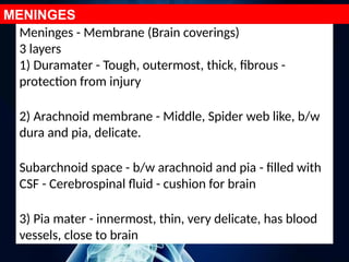 BRAIN structure and its function (class 10) | PPTX | Brain and Nervous ...