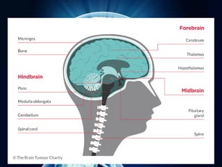 BRAIN structure and its function (class 10) | PPTX | Brain and Nervous ...