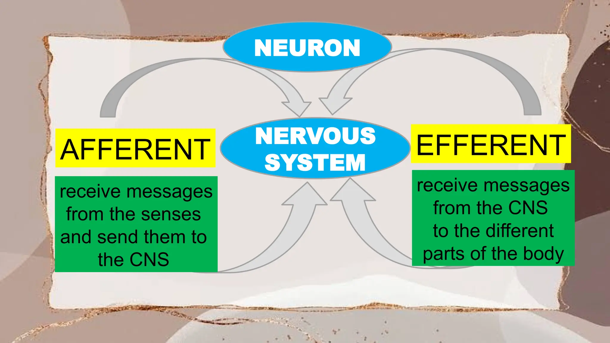 BRAIN_CENTRAL NERVOUS SYSTEM - SCIENCE 10 | PPT